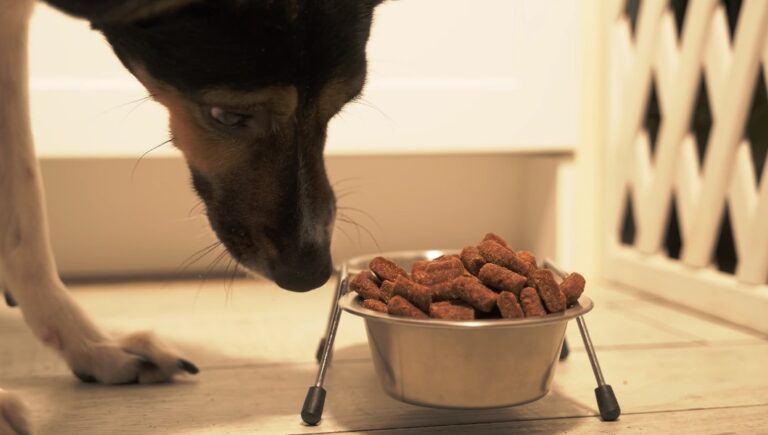 Is That Undigested Rice in my Dog's Poop? Causes and When to Worry ...