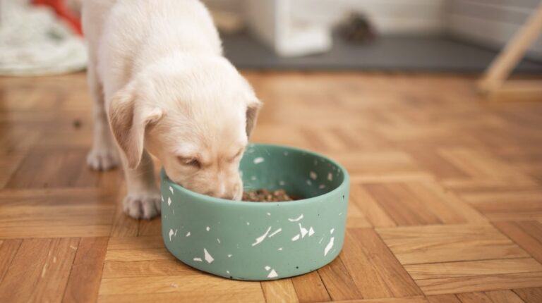 Is That Undigested Rice in my Dog's Poop? Causes and When to Worry ...