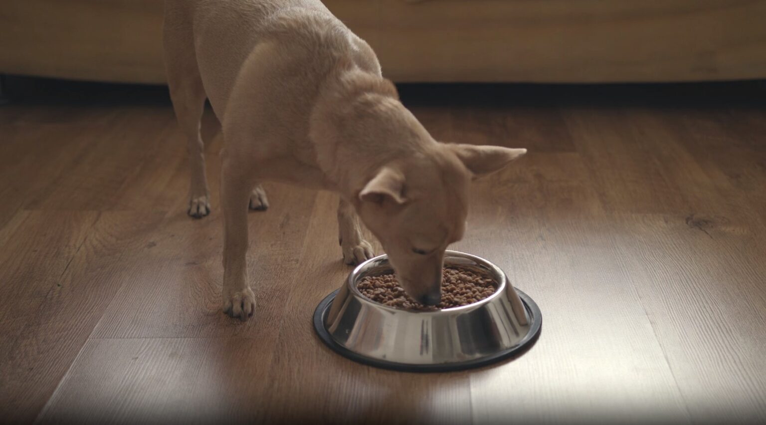 Is That Undigested Rice in my Dog's Poop? Causes and When to Worry ...