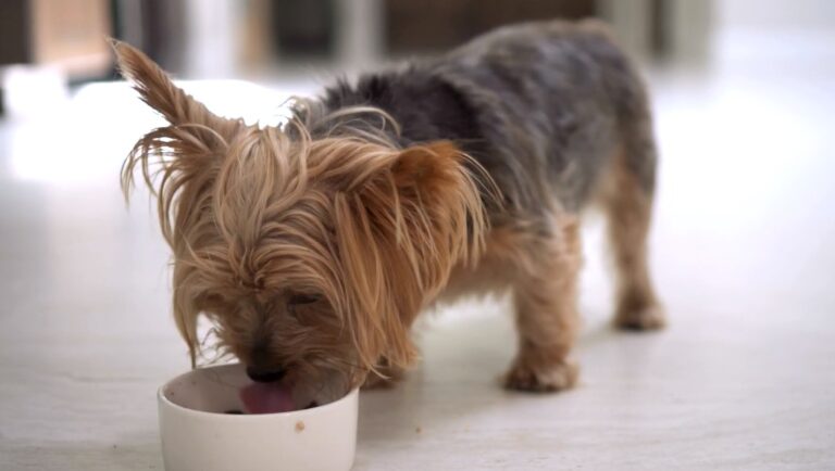 Is That Undigested Rice in my Dog's Poop? Causes and When to Worry ...