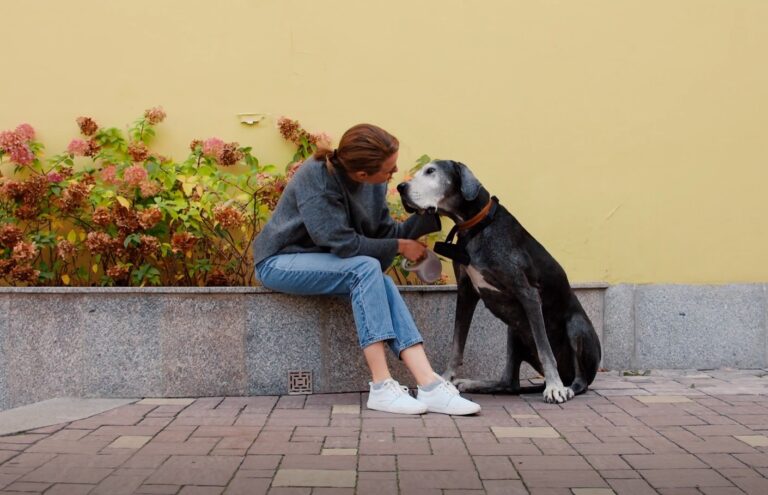 Is That Undigested Rice in my Dog's Poop? Causes and When to Worry ...